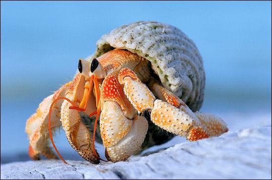 Les subtils et les crustacés - Bruno Jarrosson